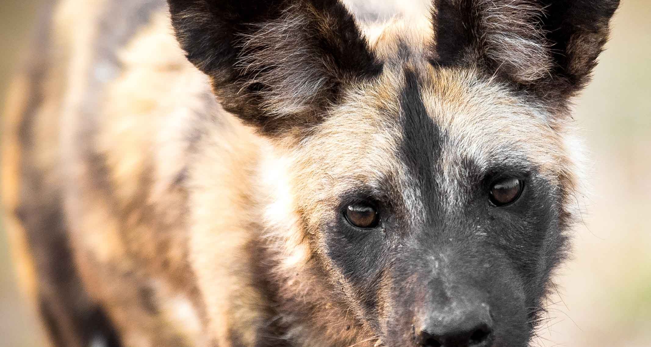 A closer Look at the African Wild Dog on World Wild Dog Day - HOT 102.7FM