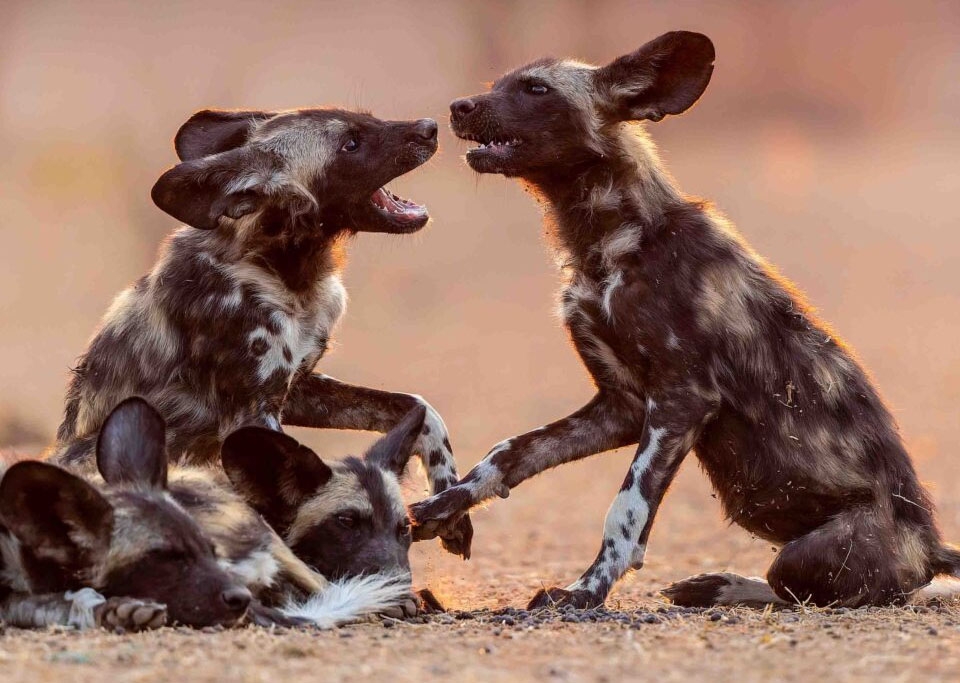 A closer Look at the African Wild Dog on World Wild Dog Day - HOT 102.7FM